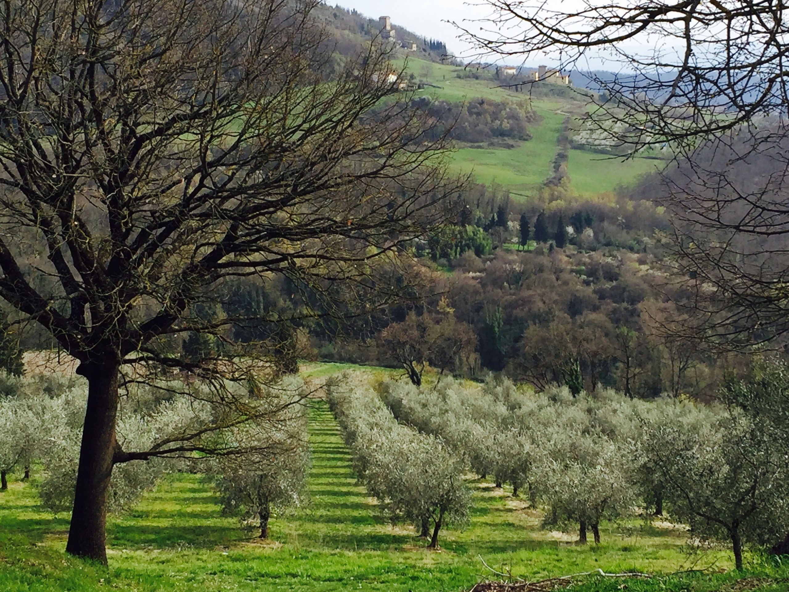 Sagra dell'olio novo e del fegatello | La Serra - San Miniato - Terre ...
