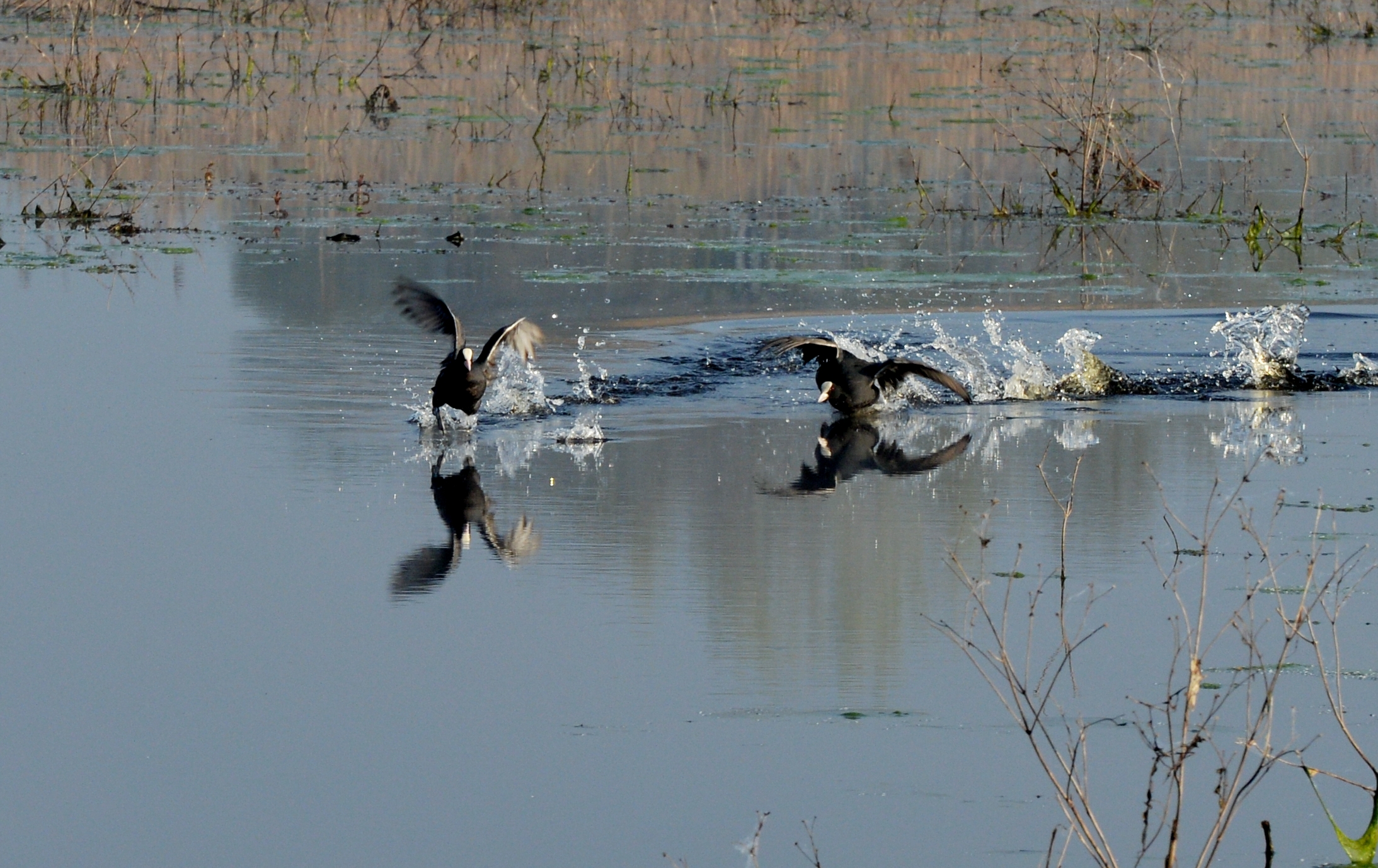 Attrazioni Pisa: oasi Bosco di Tanali, Padule di Bientina | Terre di Pisa